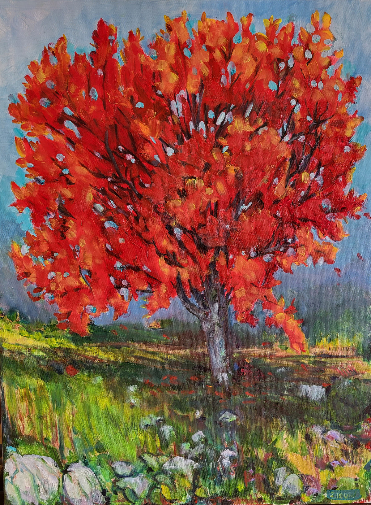 Sugar Maple– 14 Bells Fine Art Gallery